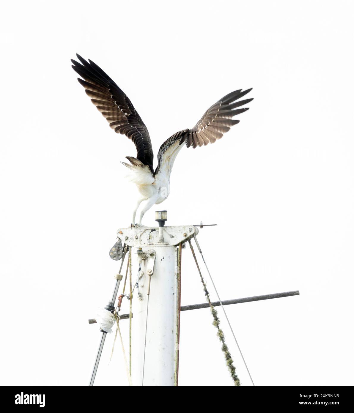Osprey taking off from top of boat mast hi-res stock photography and ...