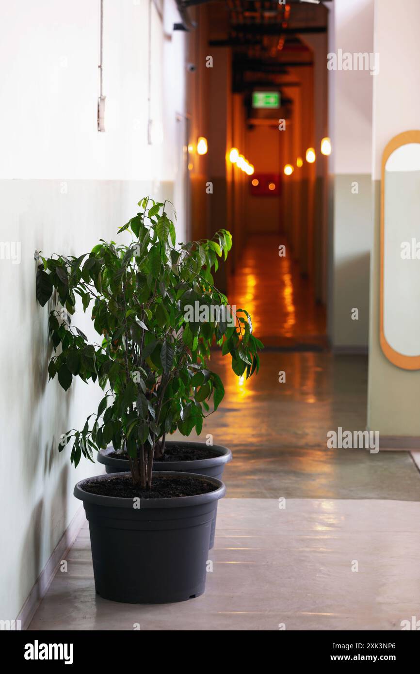 House hallway corridor doors hi-res stock photography and images - Alamy