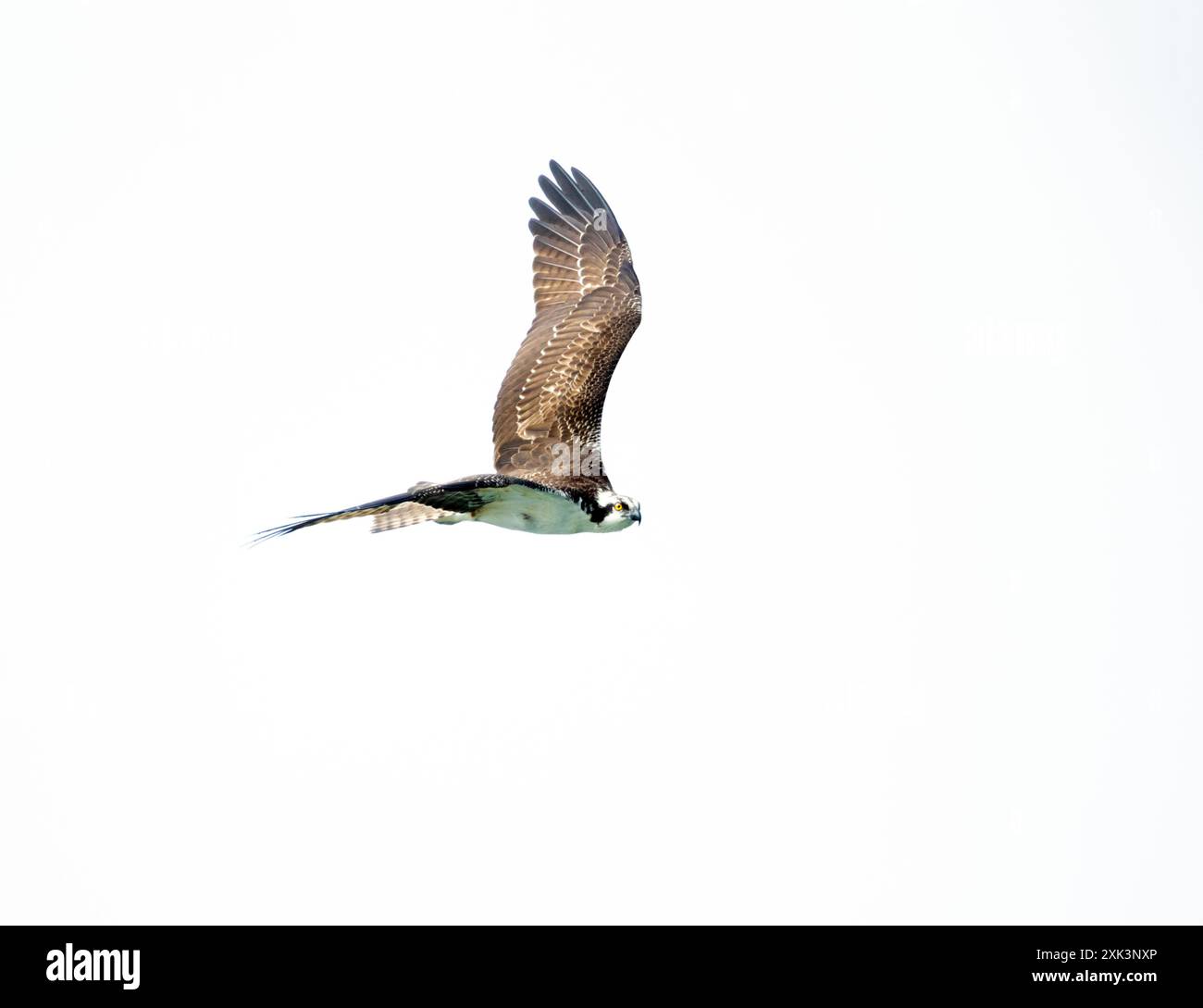 In flight hi hi-res stock photography and images - Alamy