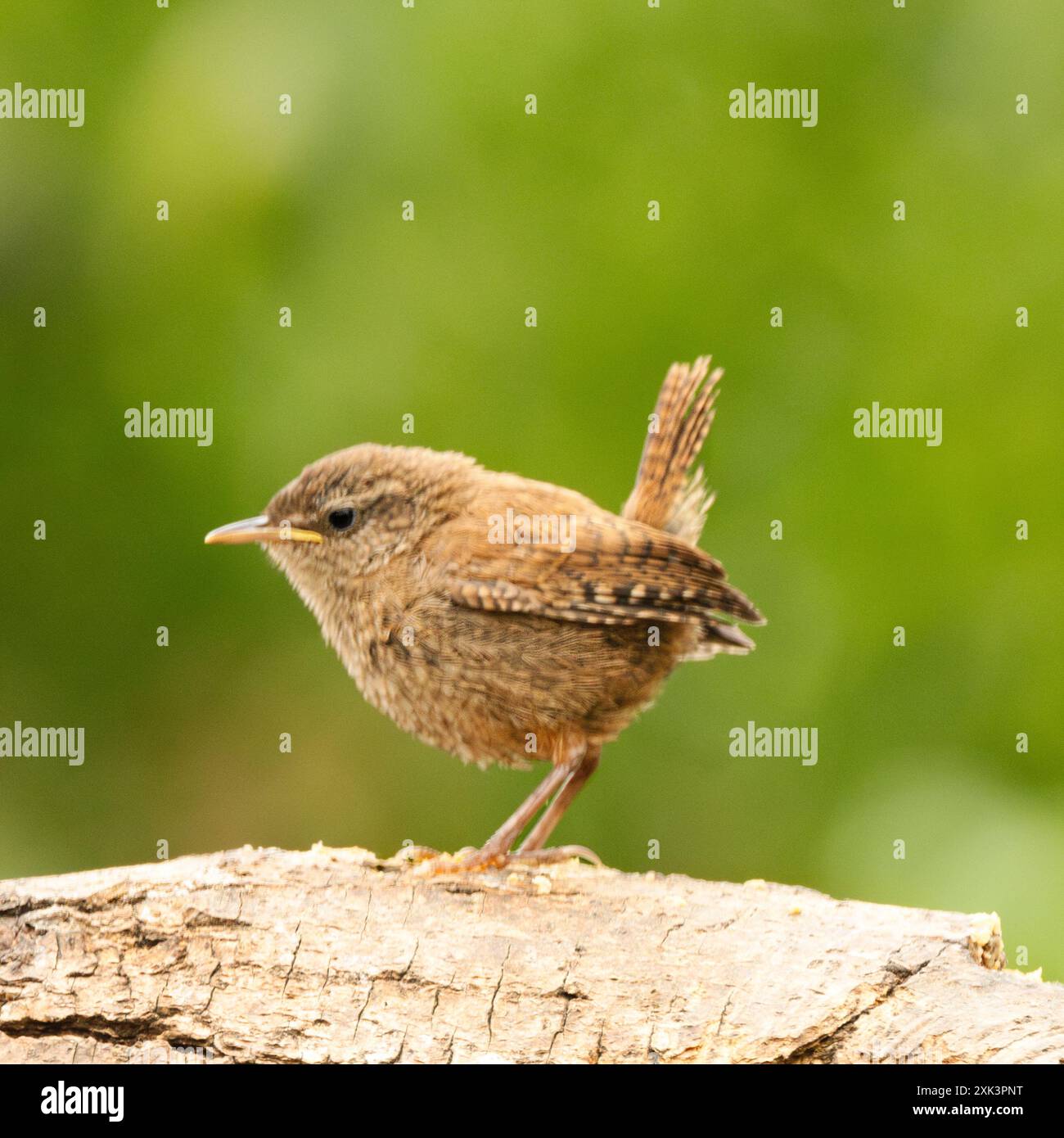 Wren flying hi-res stock photography and images - Alamy