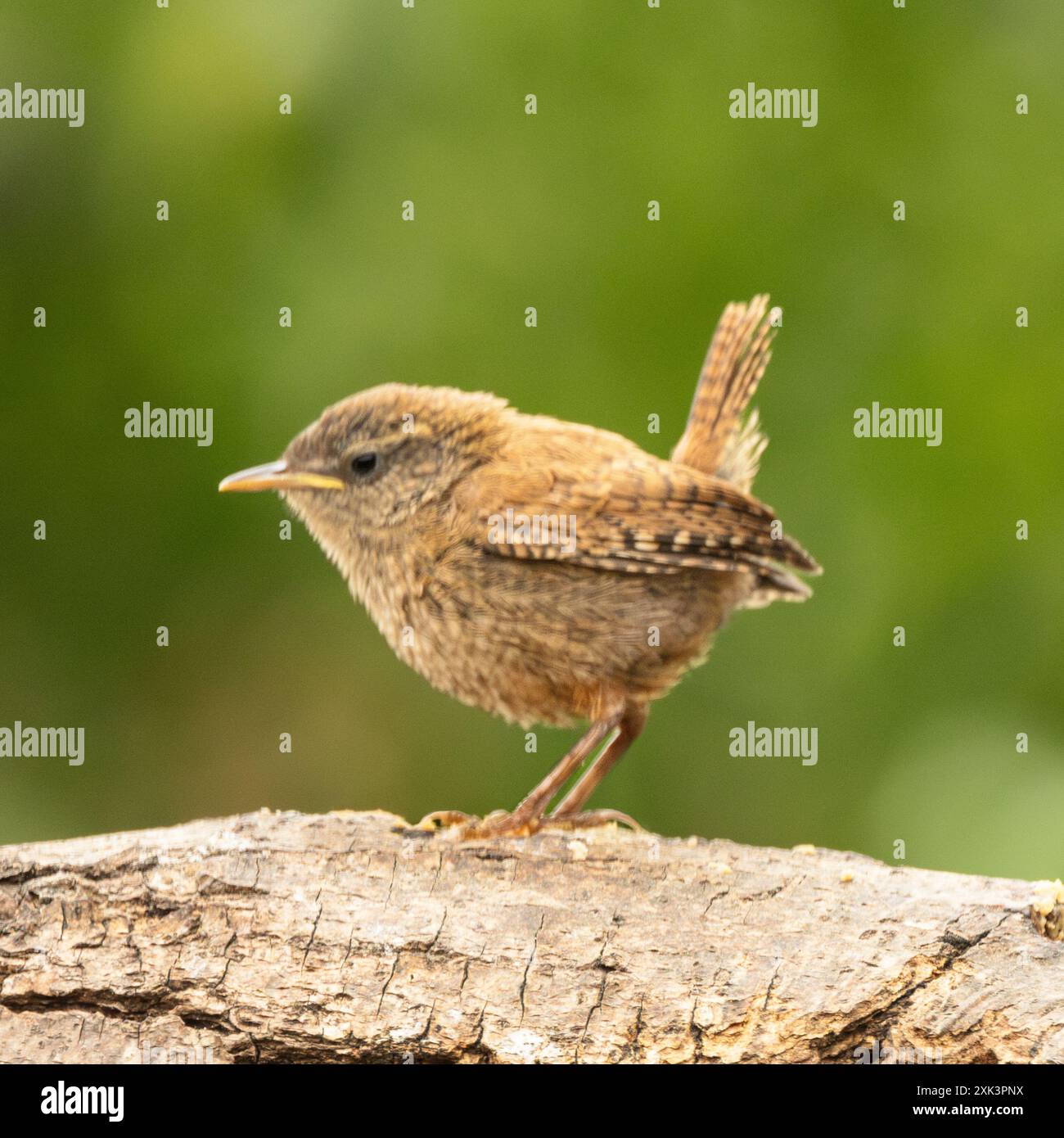 Wren flying hi-res stock photography and images - Alamy