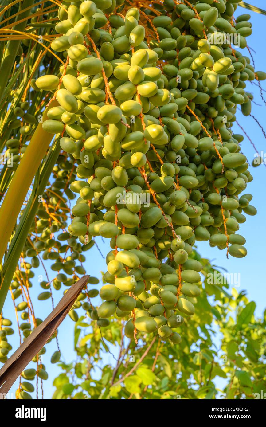 A big cluster of date fruits hanging on the date palm tree Stock Photo ...