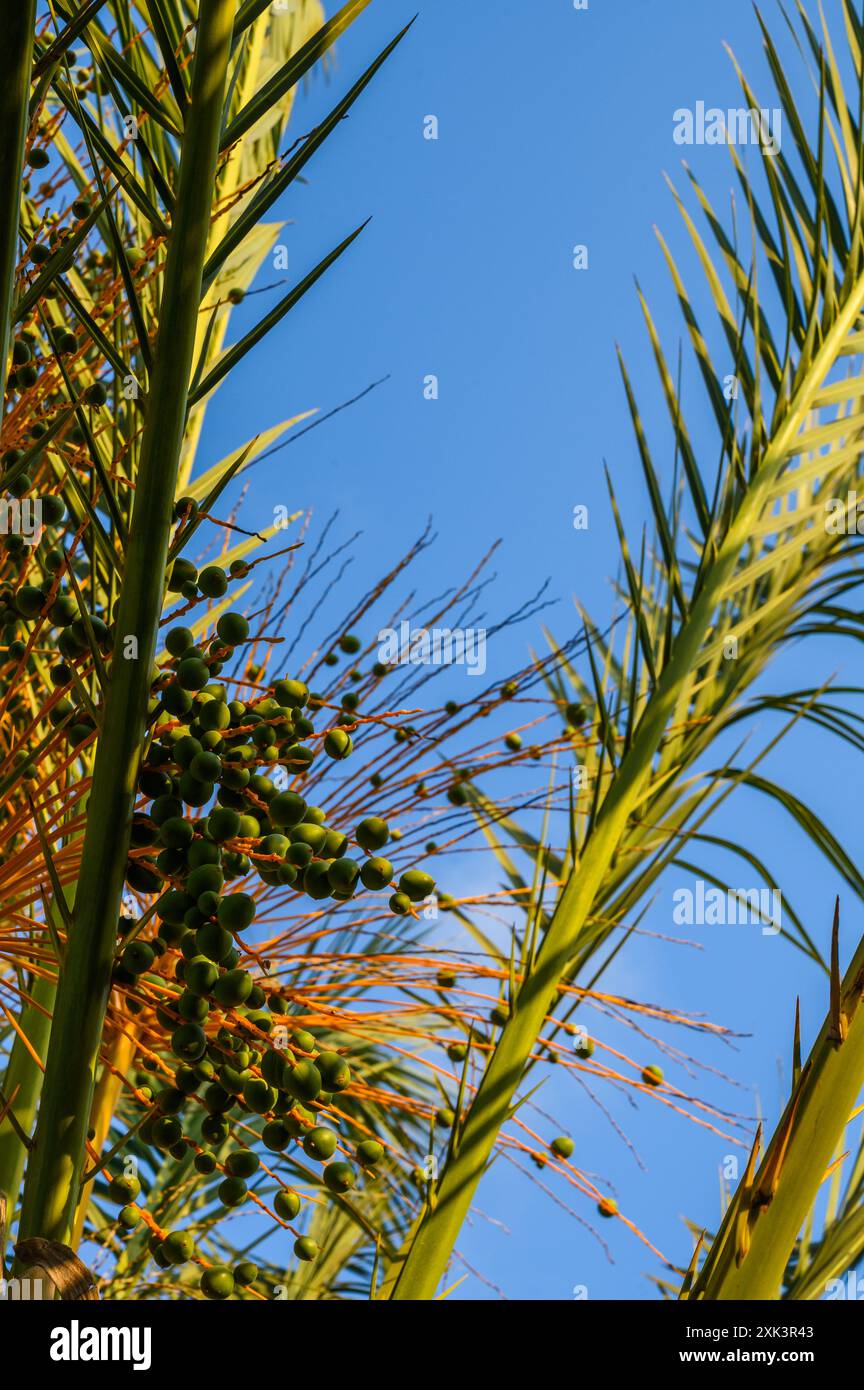 Small young green dates of a palm tree Stock Photo - Alamy