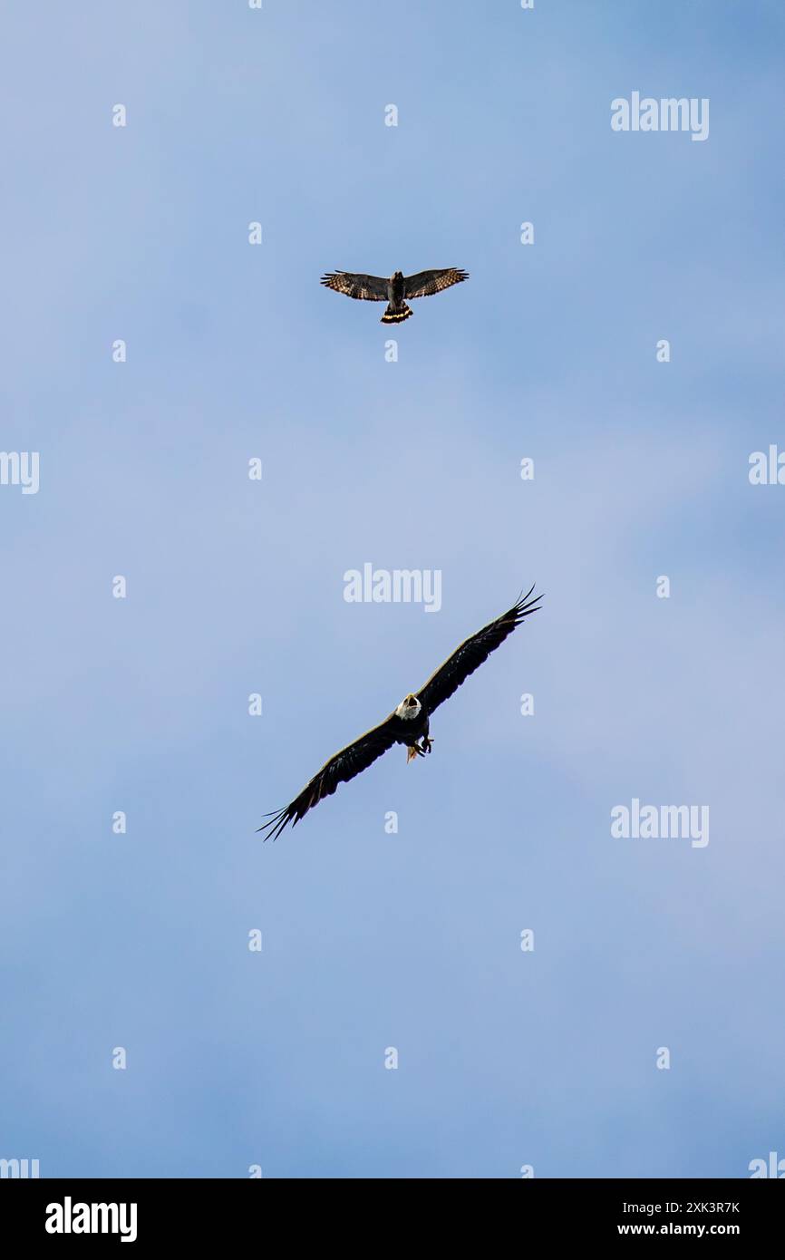 Bald Eagle (Haliaeetus leucocephalus) adult, flying in a blue sky with ...
