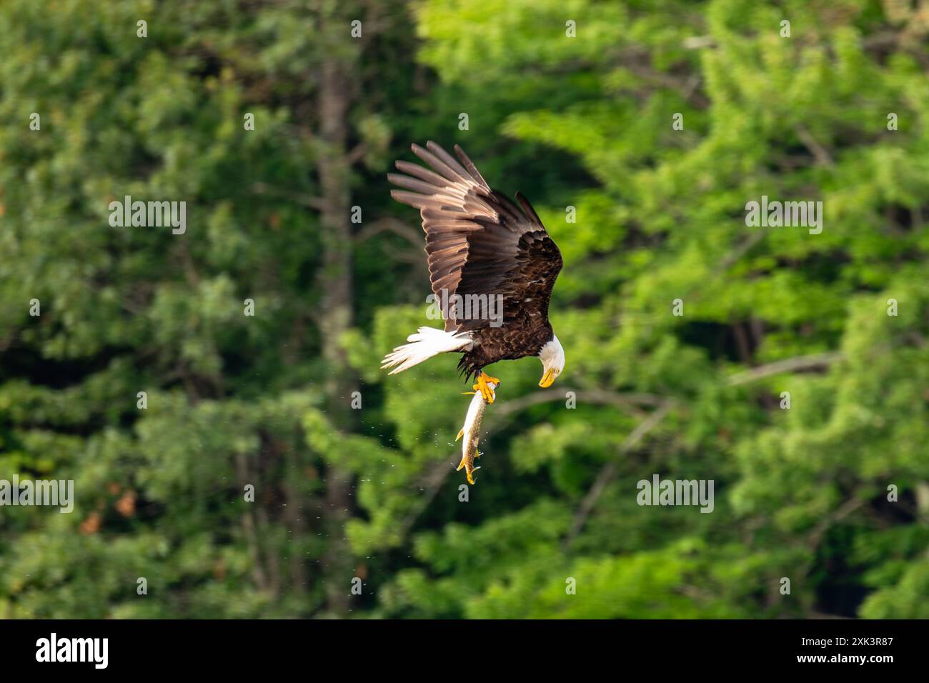 Bald Eagle (Haliaeetus leucocephalus) adult, flying with a fish in its talons, horizontal Stock ...
