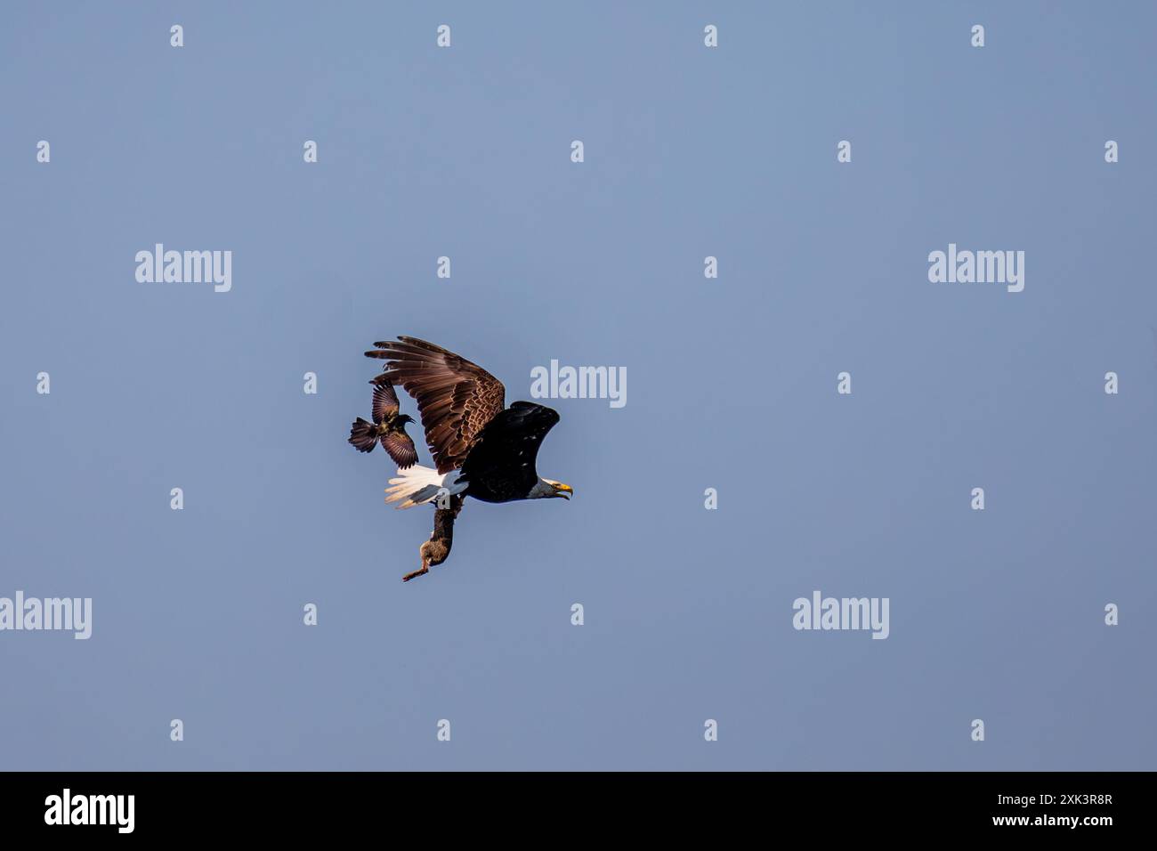 Bald Eagle (Haliaeetus leucocephalus) flying with a dead rabbit in its ...