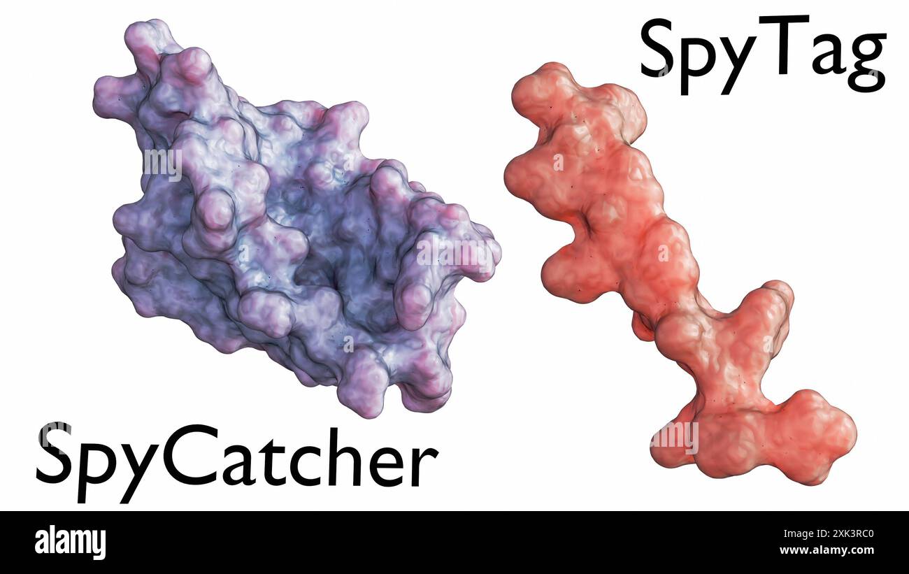Isopeptide hi-res stock photography and images - Alamy