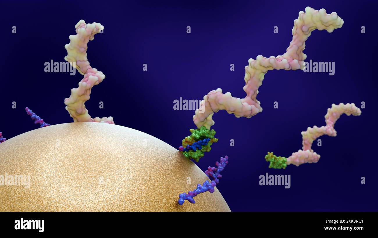 A 3D rendering of a SpyTag-SpyCatcher complex with gold nanoparticles ...