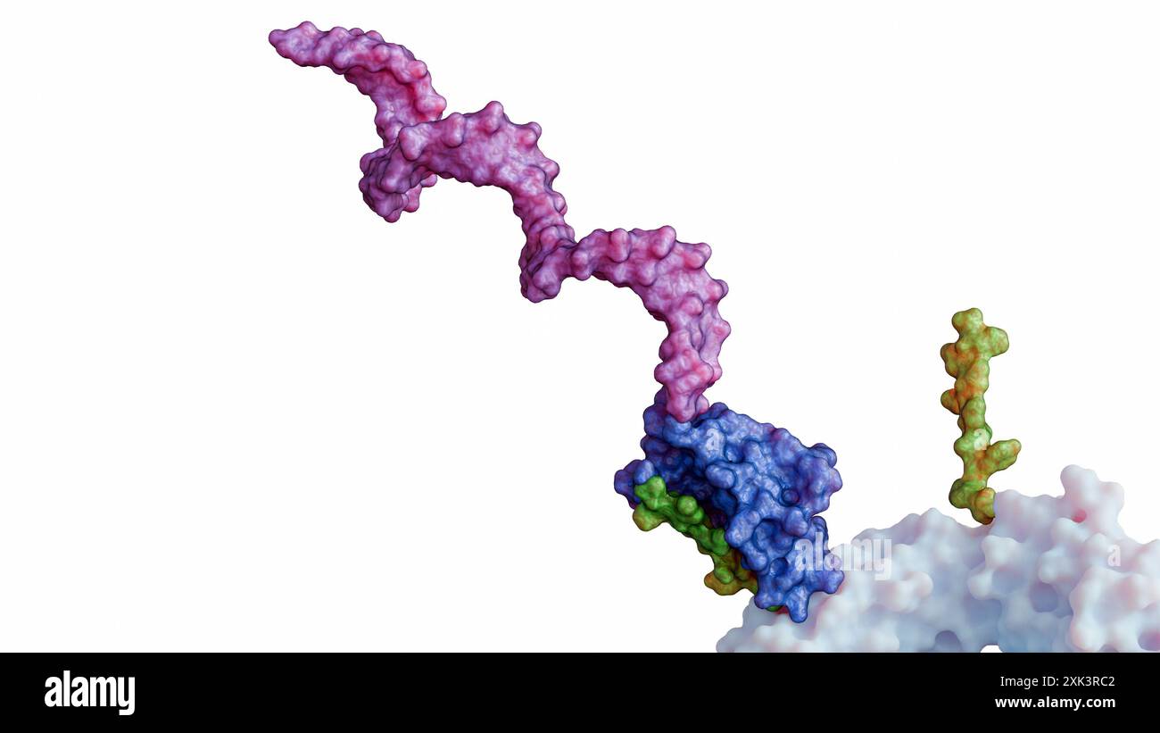 A 3D rendering of a SpyTag-SpyCatcher complex with antibody molecule ...