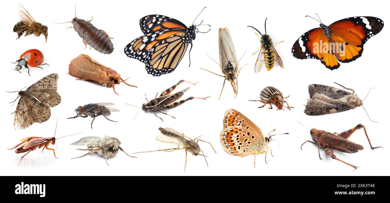 Collection of different insects isolated on white Stock Photo - Alamy