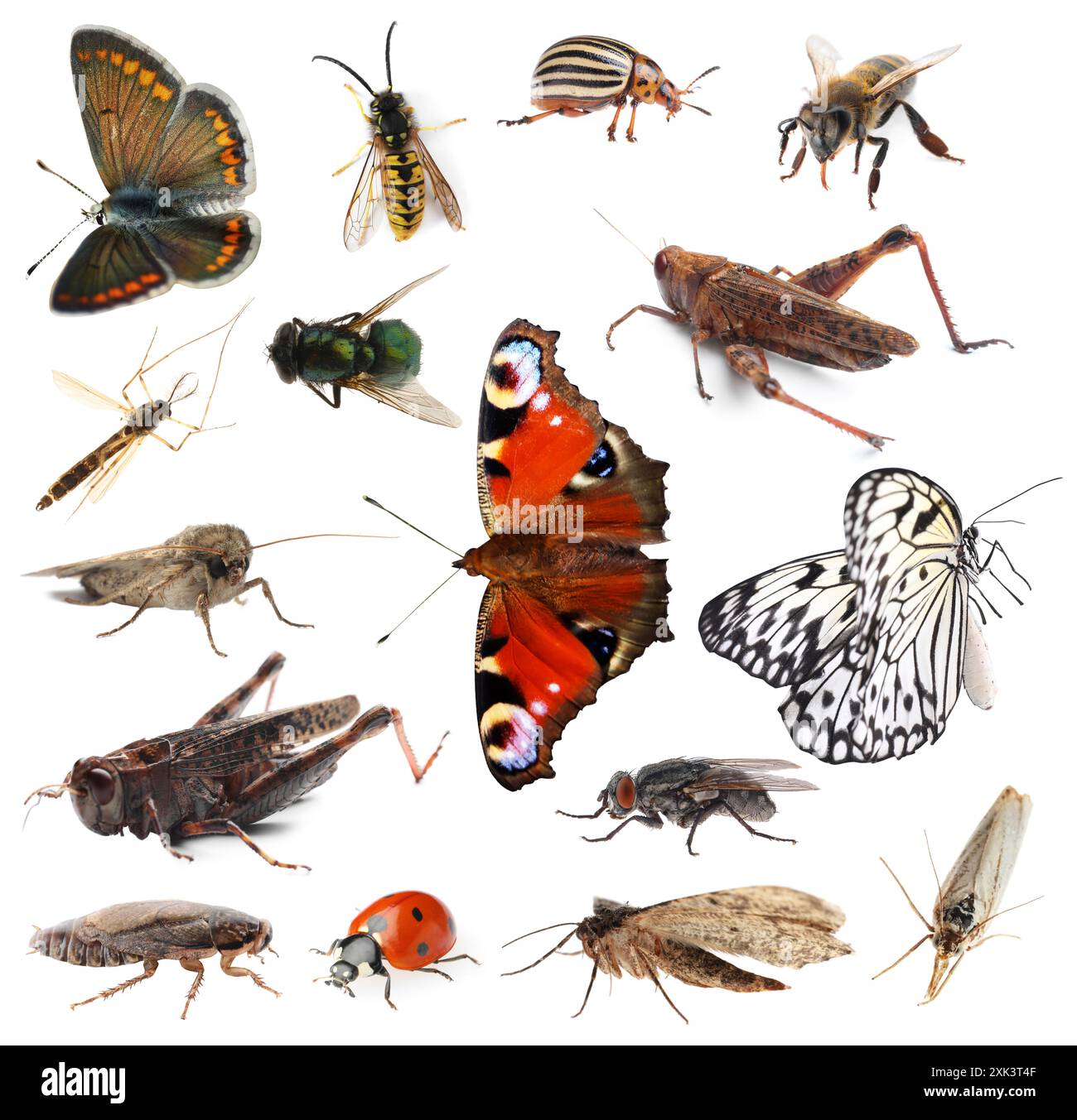 Different moth species hi-res stock photography and images - Alamy