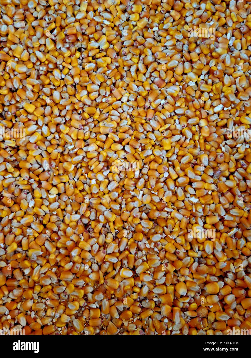 Zea mays l hi-res stock photography and images - Alamy