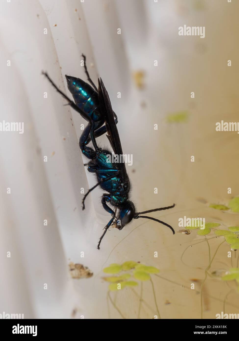 Beautiful iridescent common blue mud dauber wasp (Chalybion ...