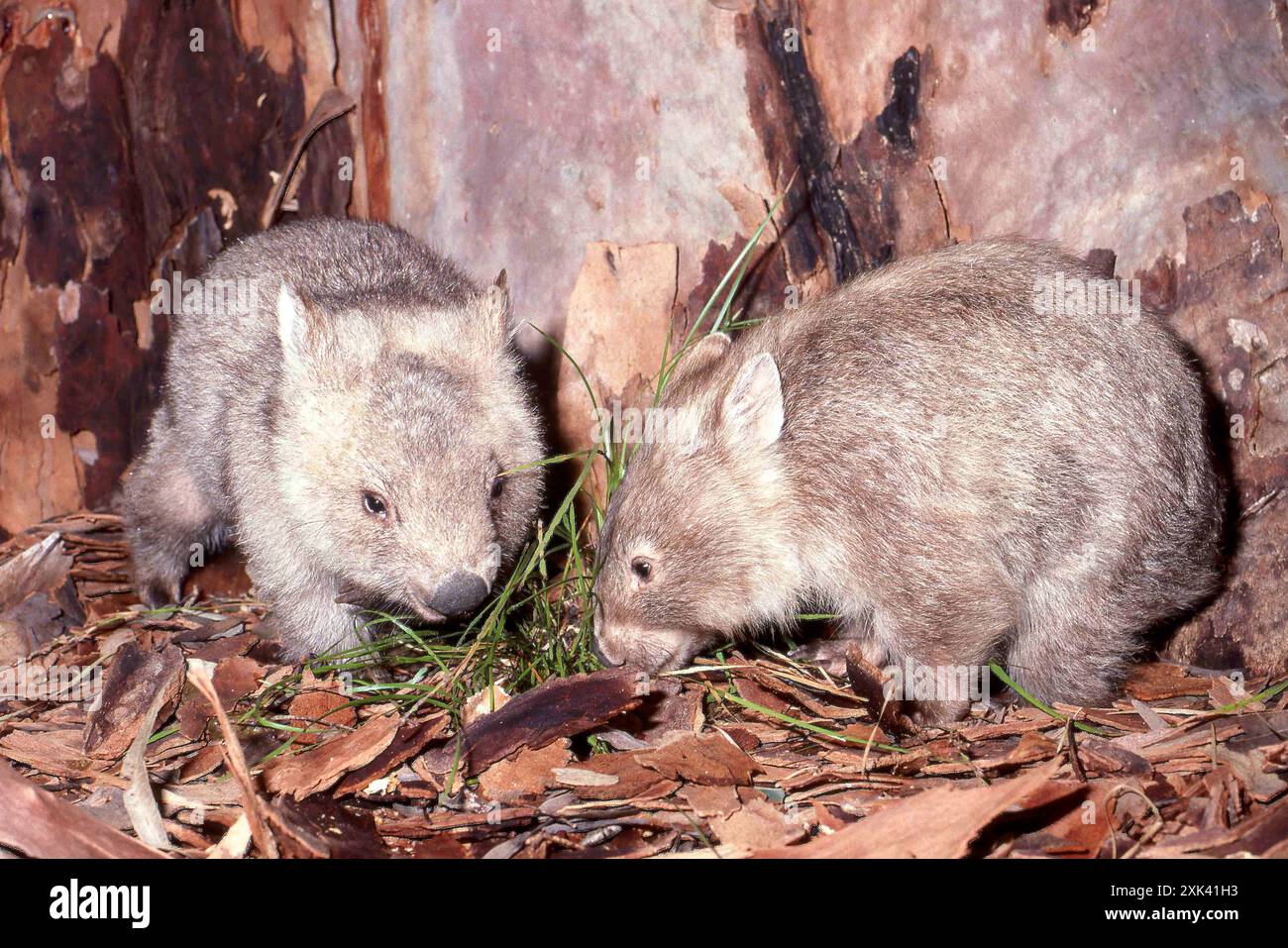 Australian Juvenile Common Wombats feeding on grass Stock Photo - Alamy