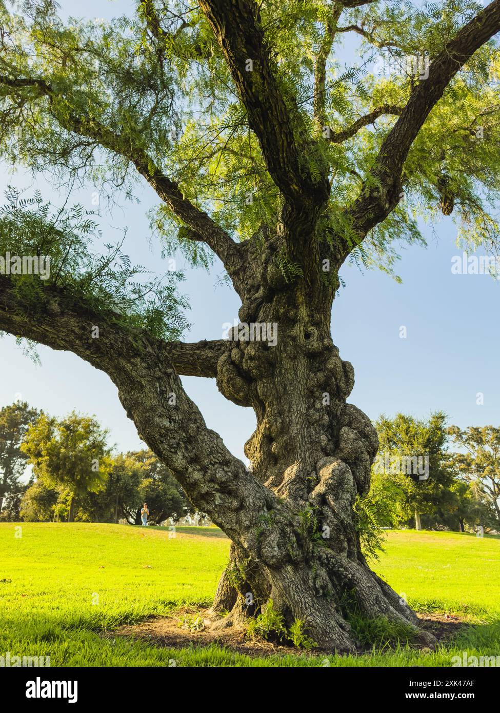Large oak tree with sprawling branches in a sunny park Stock Photo - Alamy