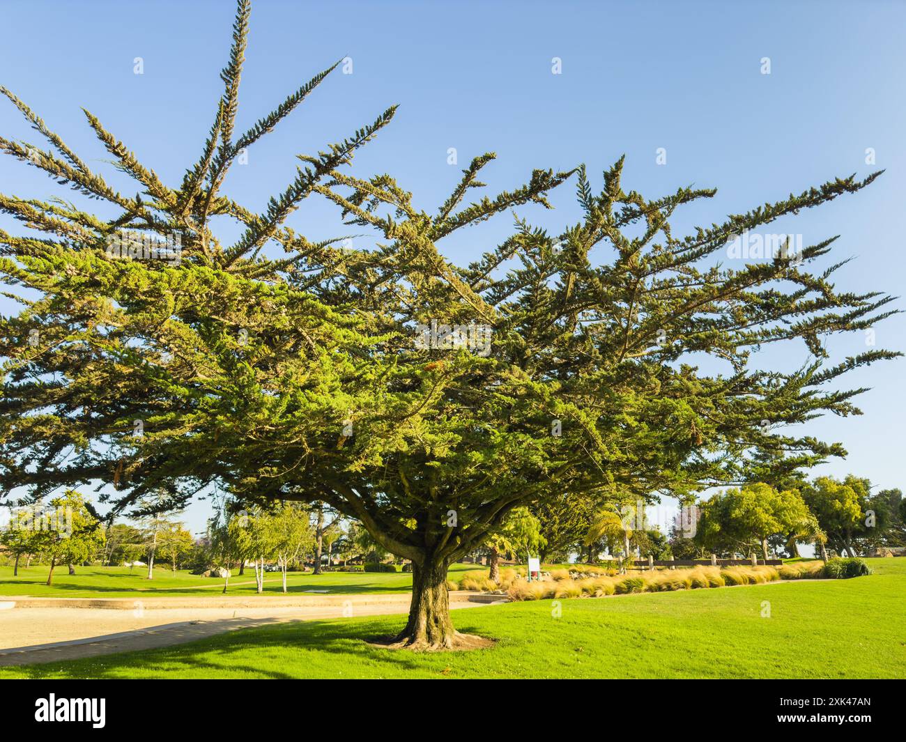 Monterey Cypress tree with sprawling branches in a sunny park Stock ...