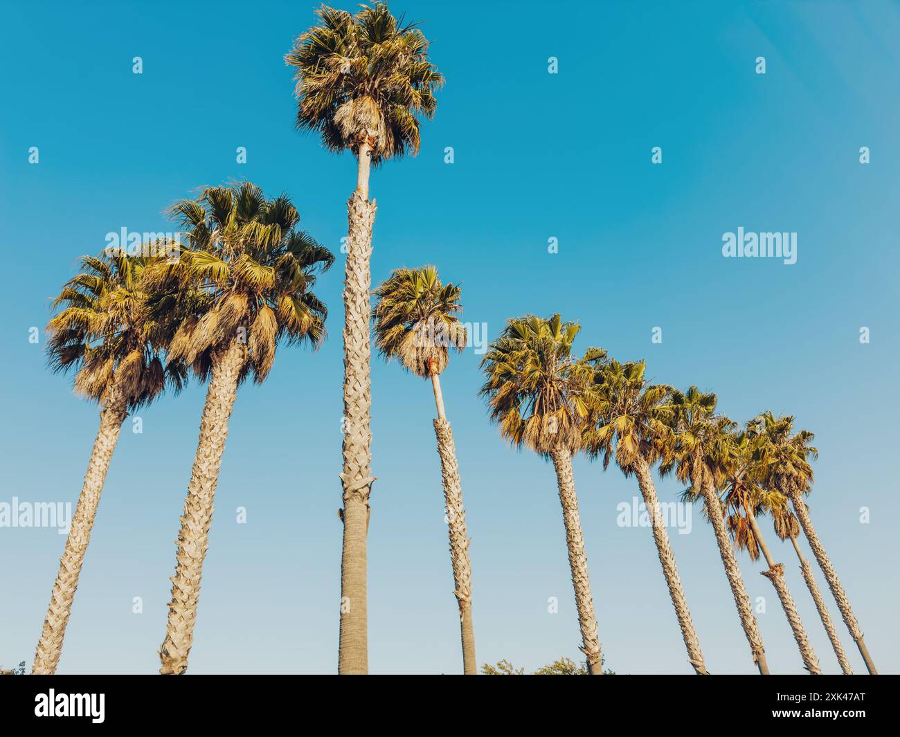 Palm alignment hi-res stock photography and images - Alamy