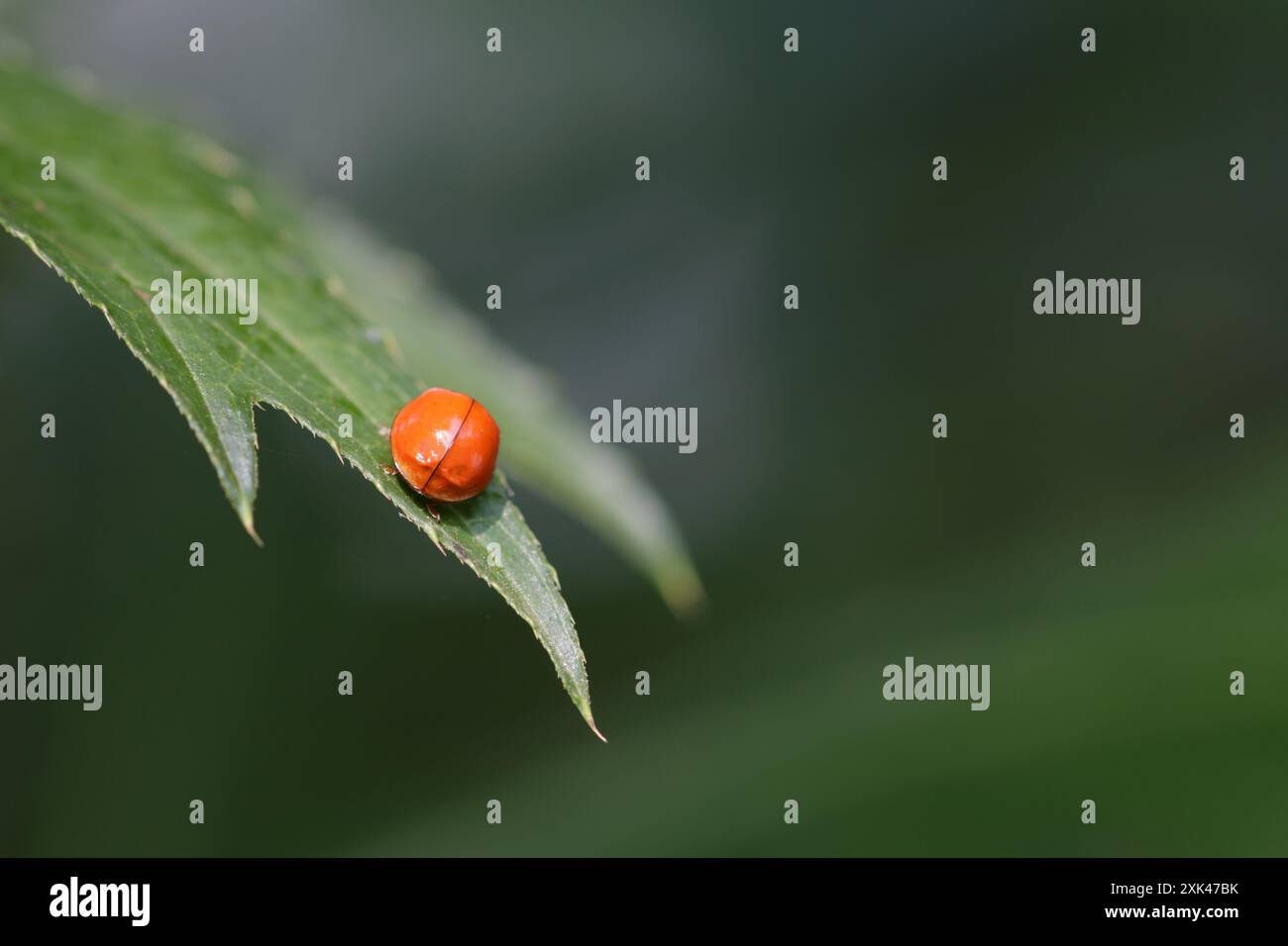 Red ladybird insect with zero spots on green leaf Stock Photo - Alamy