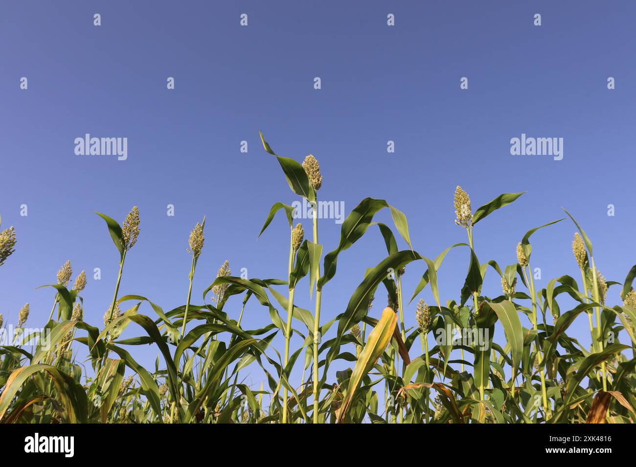 Green fields corn in countryside hi-res stock photography and images ...