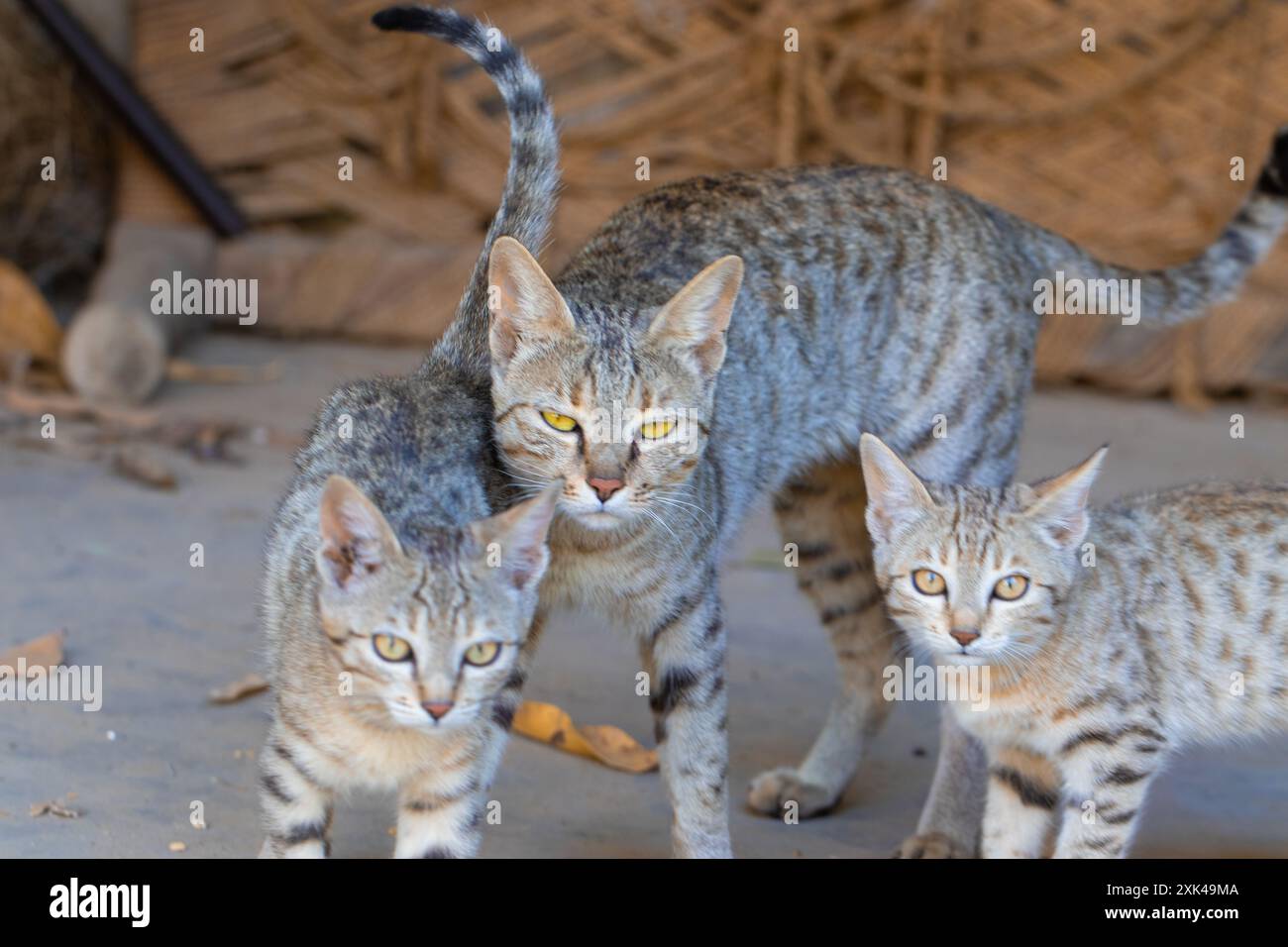 Three tabby cats, two young and one older, stand on a concrete surface ...