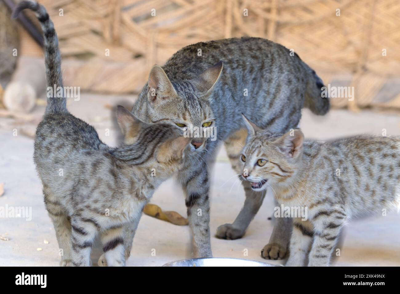 Three tabby cats are playing or grooming each other in a desert setting ...
