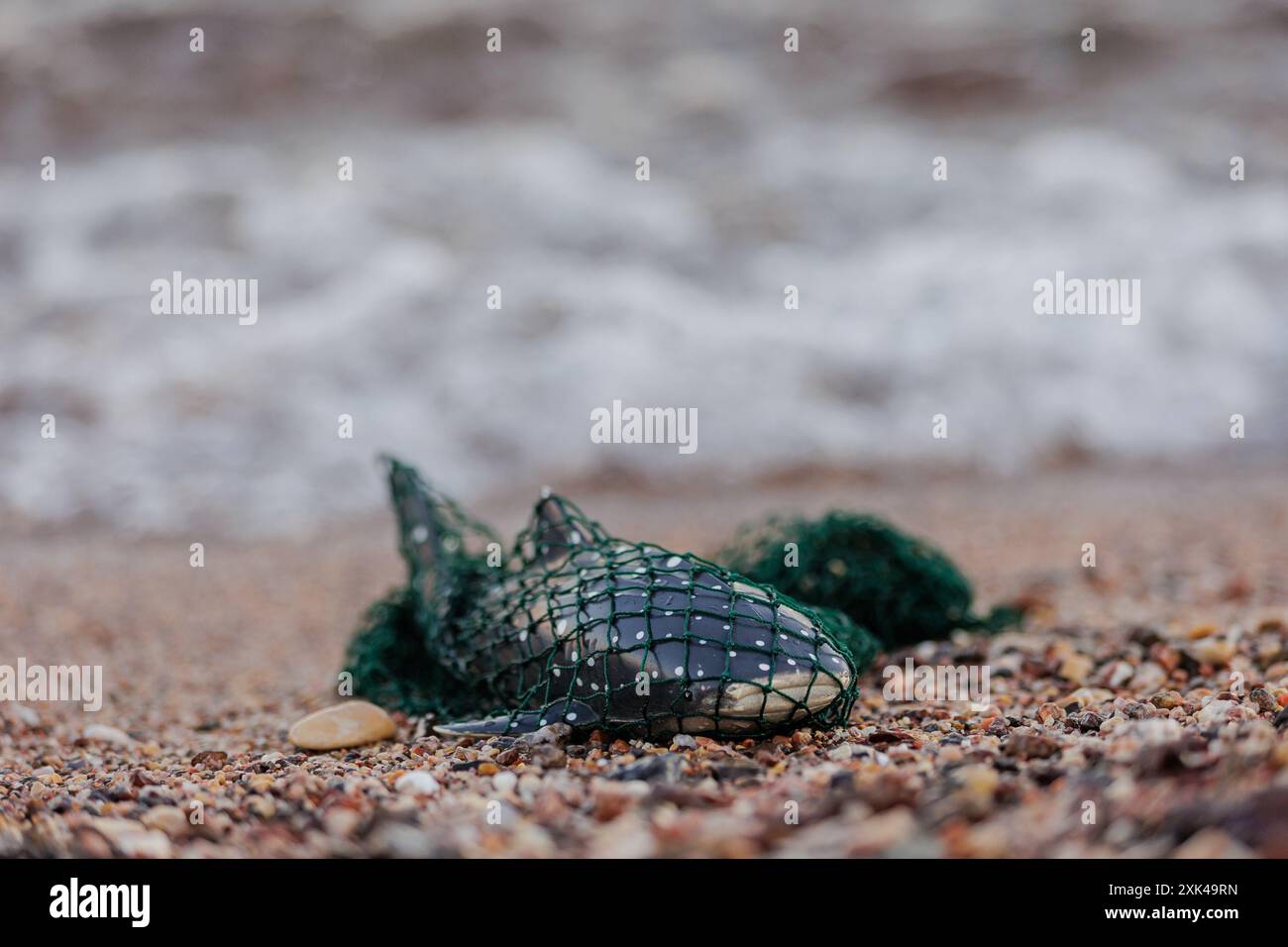 Toy whale shark entangled in a fishing net. World's oceans pollution ...