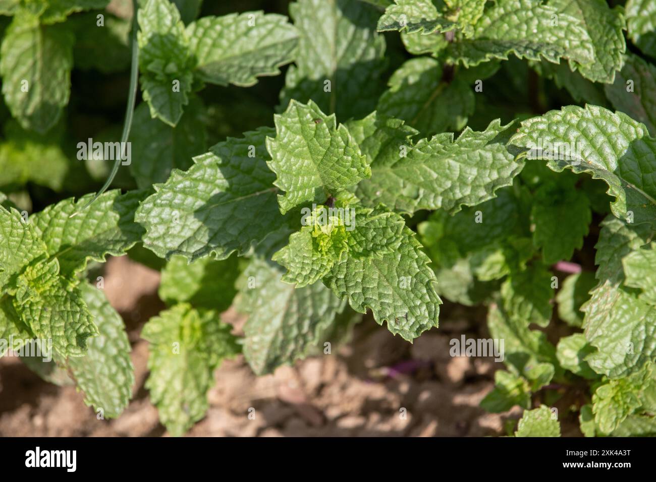 A close-up view of vibrant green mint leaves growing in a garden ...