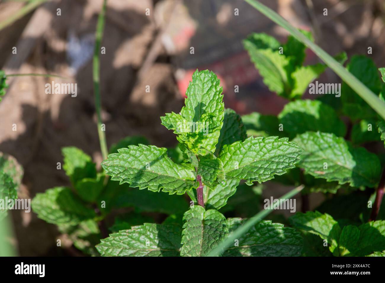 A close-up shot of a mint plant growing in a garden, showcasing its ...