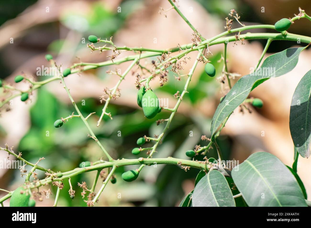 A close-up view of unripe mangoes growing on a branch in a tropical ...