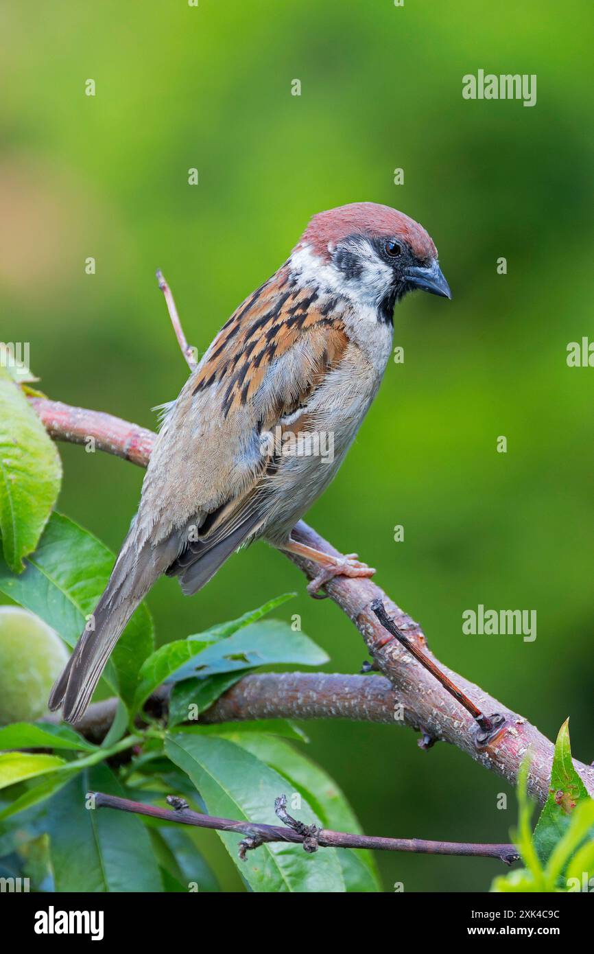 juvenile male tree sparrow, garden wildlife bird image (Passer montanus ...