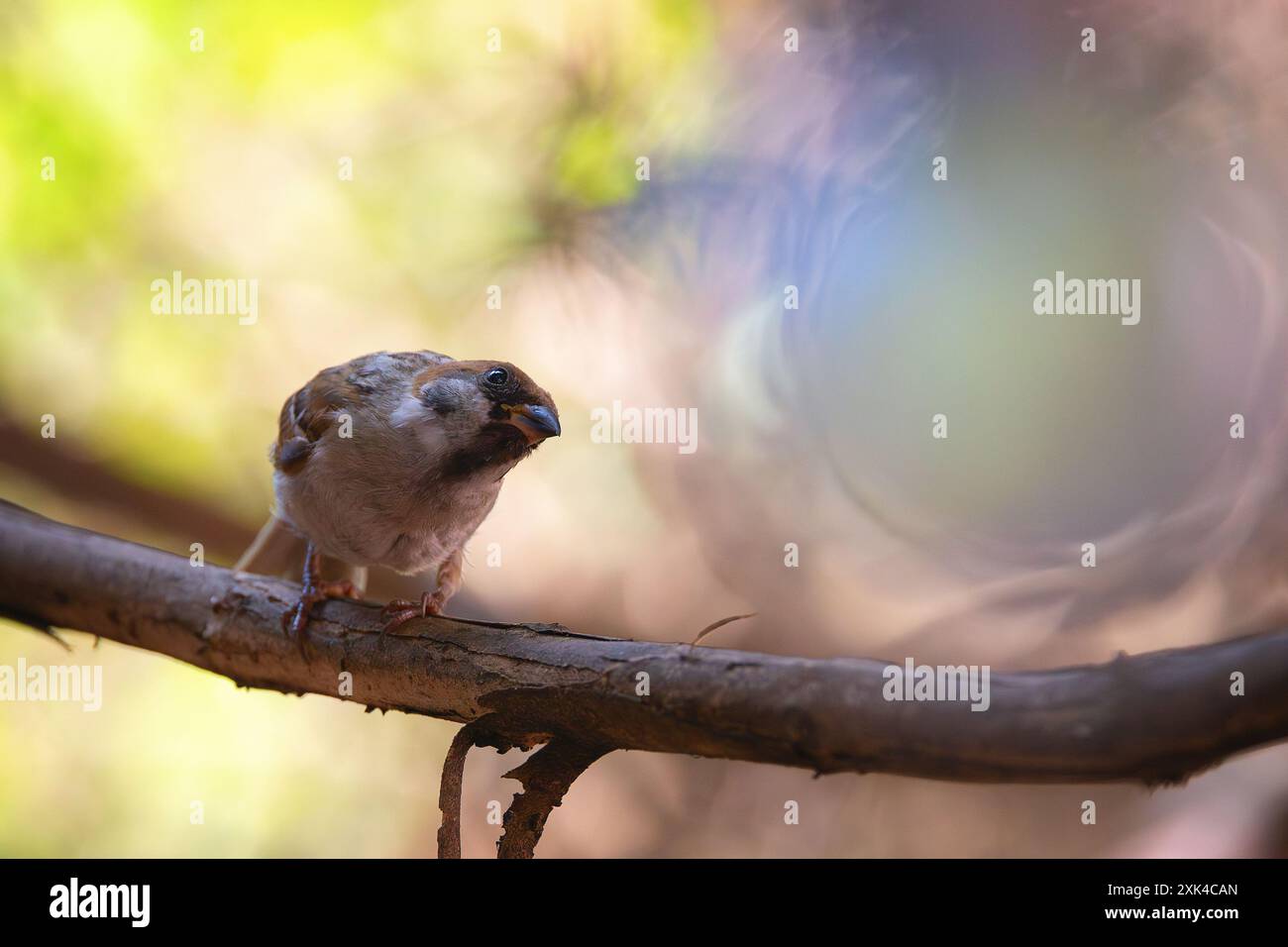 Juvenile tree sparrow hi-res stock photography and images - Alamy