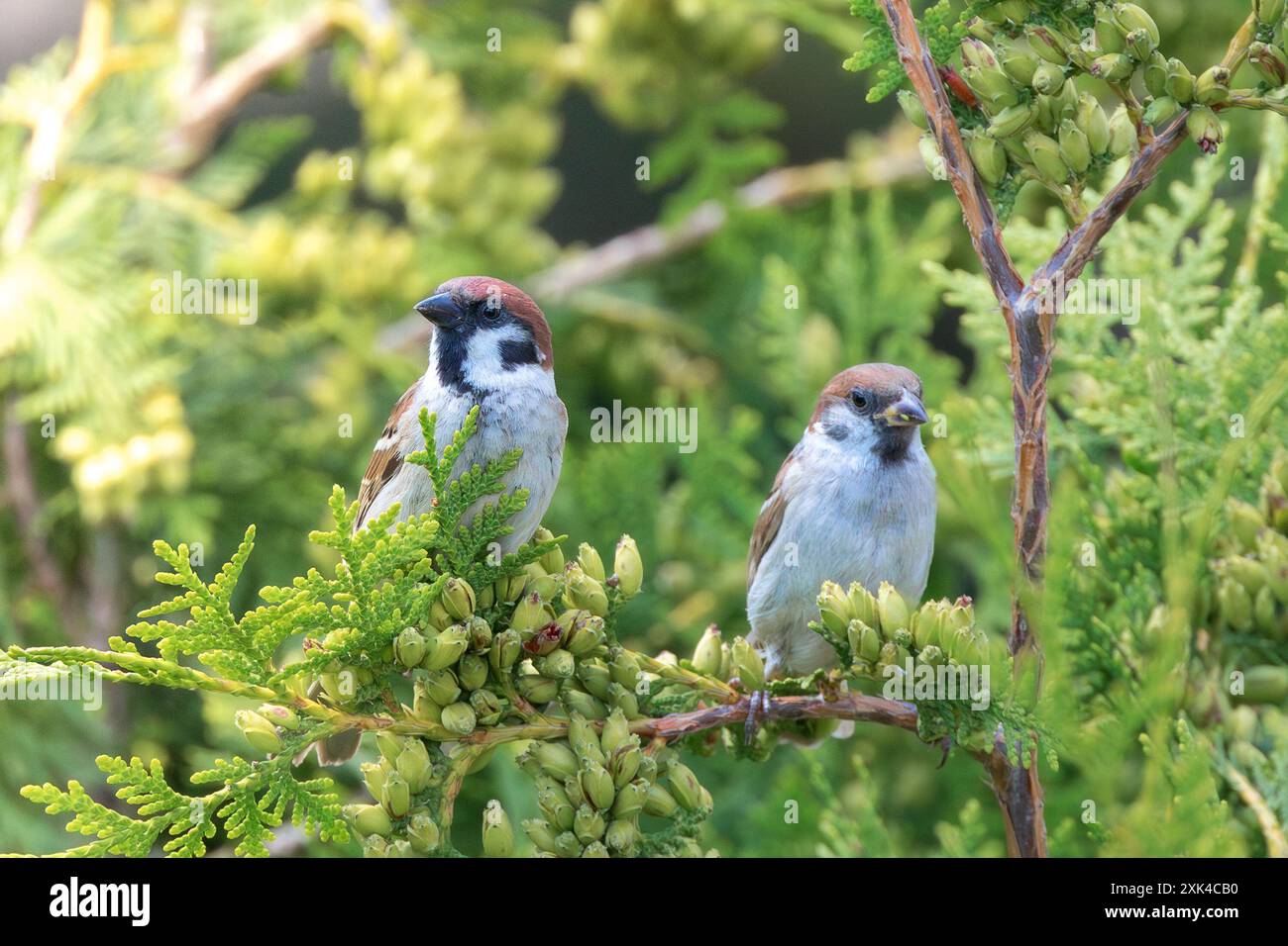 Two sparrows standing on hi-res stock photography and images - Alamy