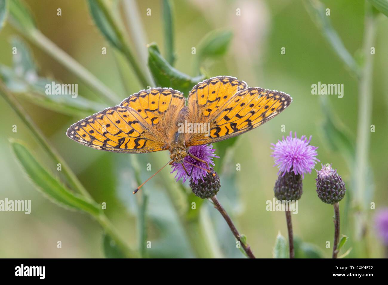 The bog fritillary (Boloria eunomia Stock Photo - Alamy