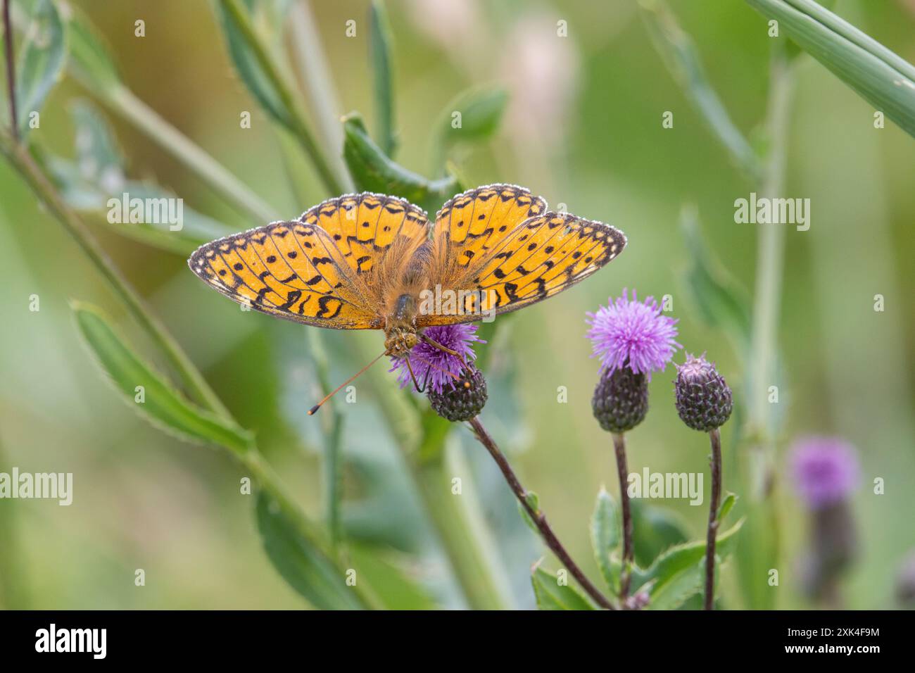 The bog fritillary (Boloria eunomia Stock Photo - Alamy
