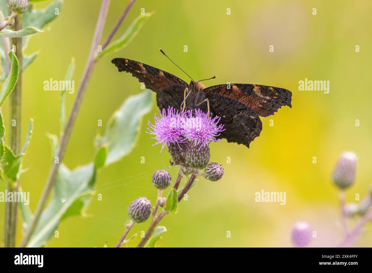 The peacock butterfly (Aglais io Stock Photo - Alamy