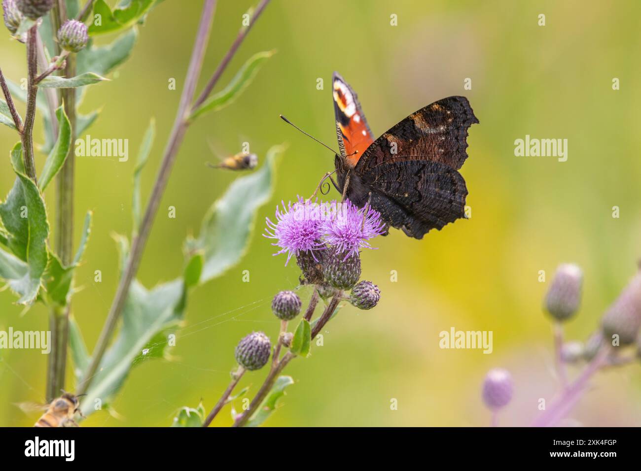 The peacock butterfly (Aglais io Stock Photo - Alamy
