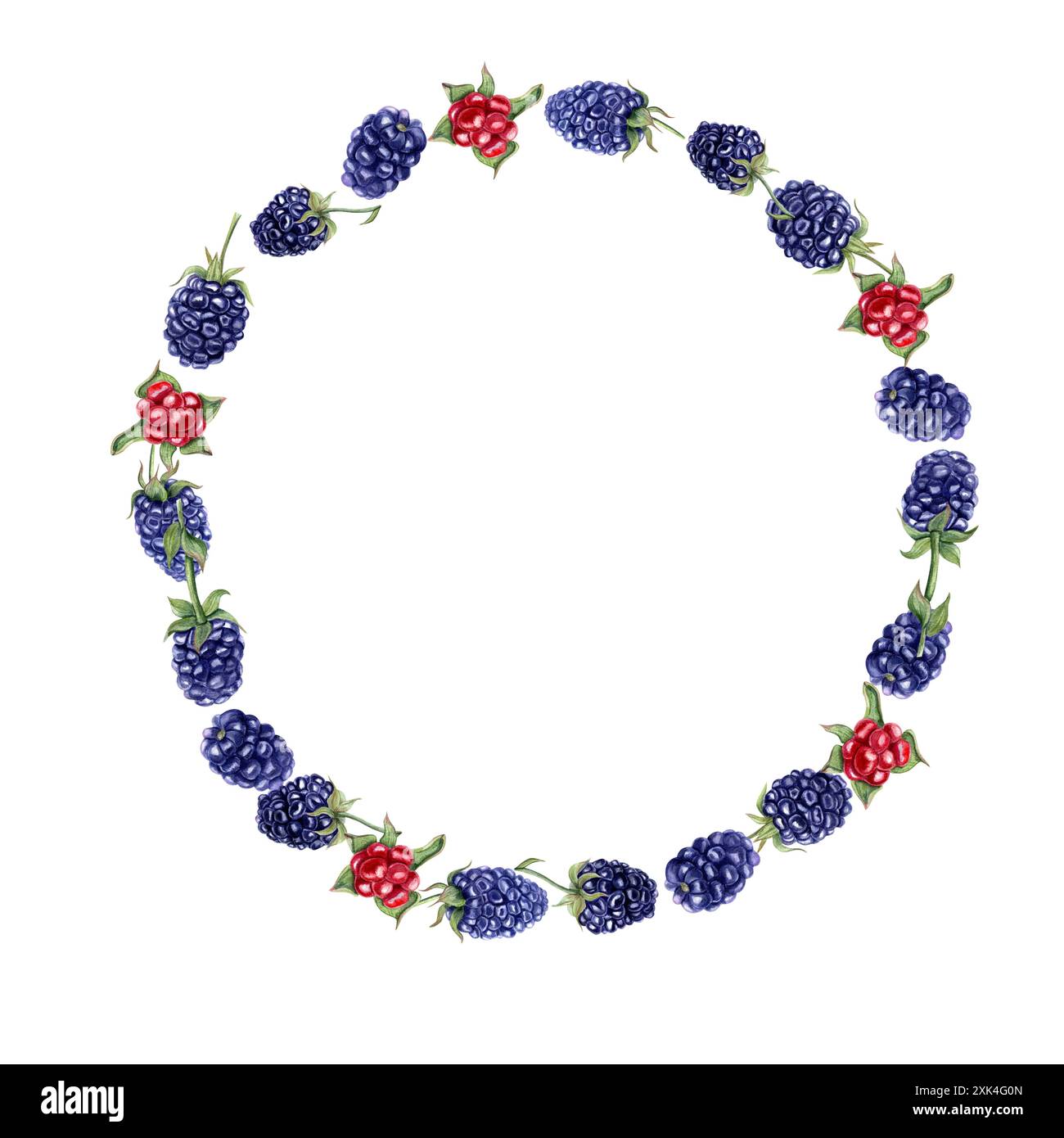 Wreath with ripe and unripe berries. Blackberry. Forest and garden ...