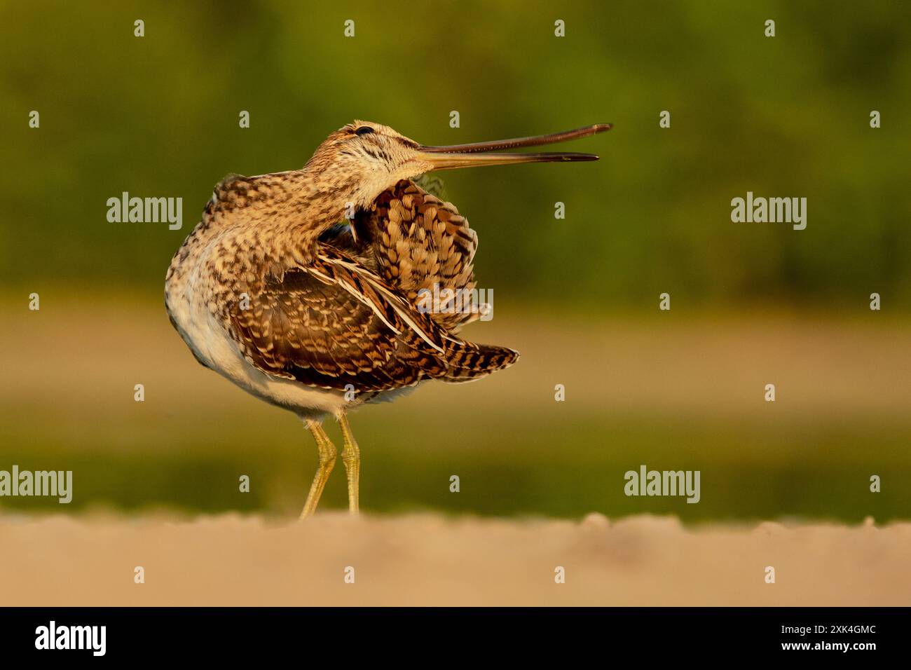 Common snipe Gallinago gallinago bird rain water in pond wetland wading ...