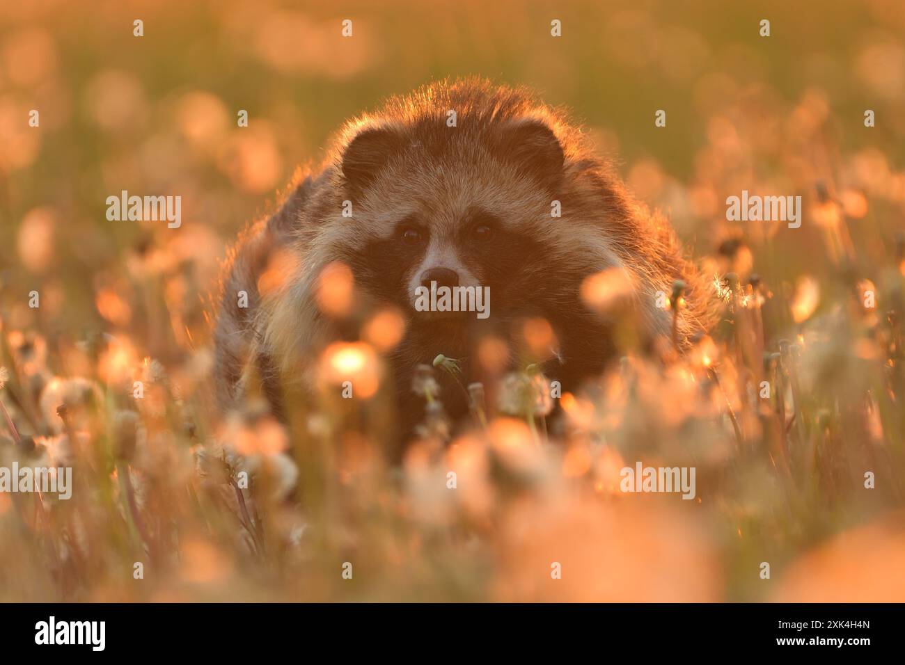 Raccoon dog common Nyctereutes procyonoides meadow Chinese Asian field ...