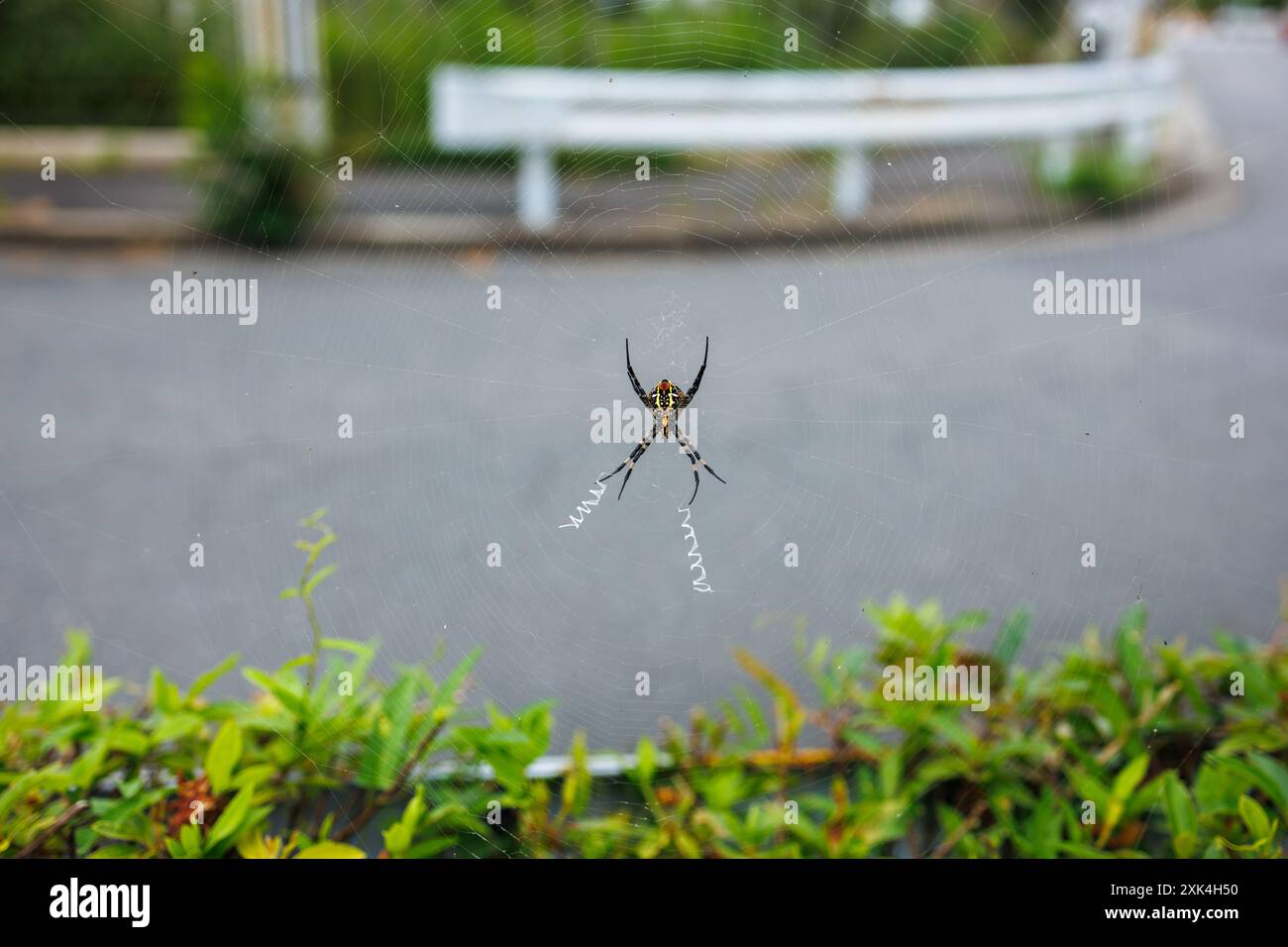Nature - Underside View of a Large Black Yellow Striped Multi-Colored ...