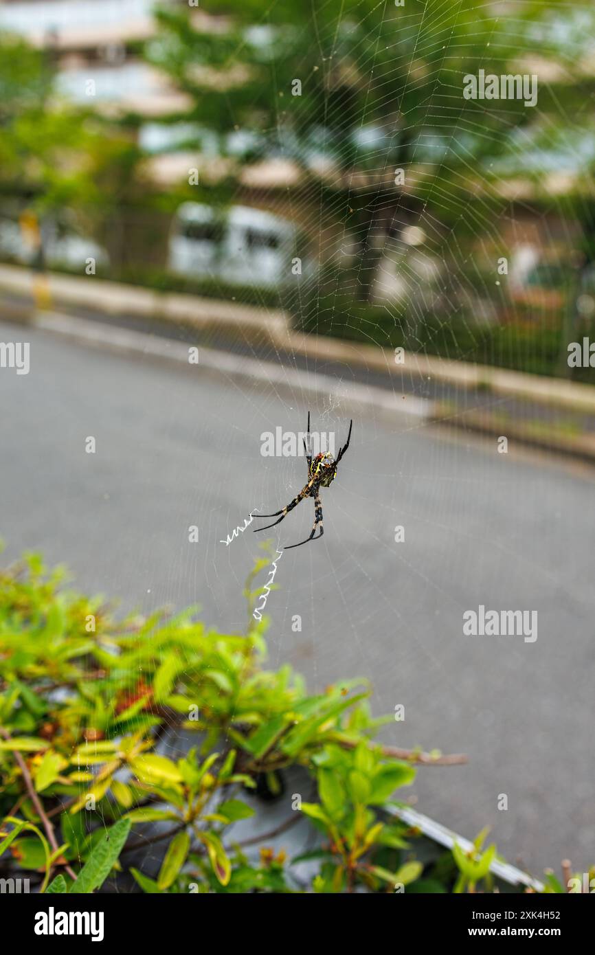 Nature - Underbelly View of Large Black Yellow Multi-Colored Spider ...