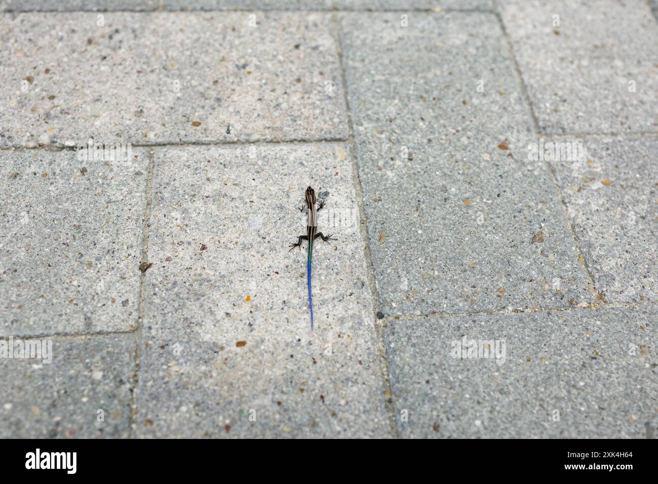 Small Five-lined Lizard Posing on Brick Pavement Stock Photo - Alamy