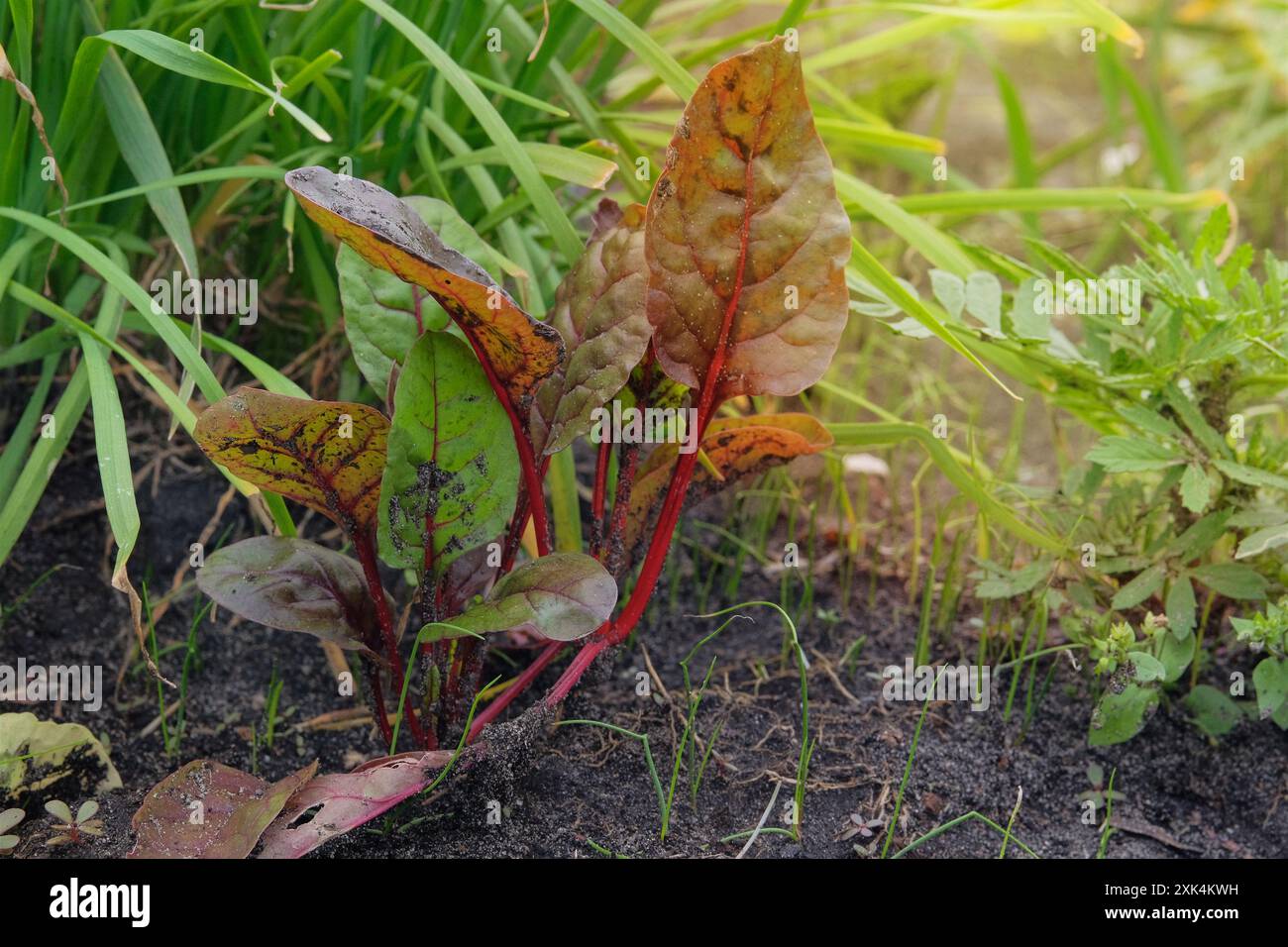Beet growing in rustic garden. Leaf of beetroot in farming and ...