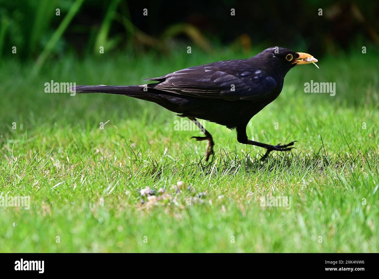 Go around the ring hi-res stock photography and images - Alamy