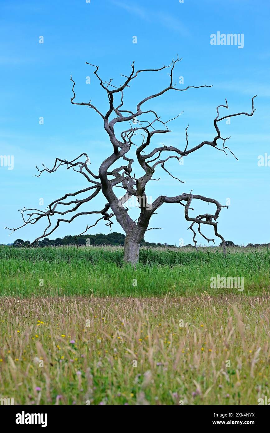 Around the UK - An old dead tree alongside the Sussex Coastal Path ...