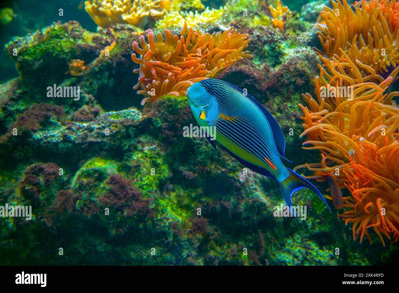 Sohal surgeonfish [Acanthurus sohal] of family Acanthuridae from Red Sea in Egypt. Acanthurus ...