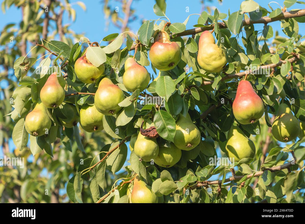Pears depicted hi-res stock photography and images - Alamy