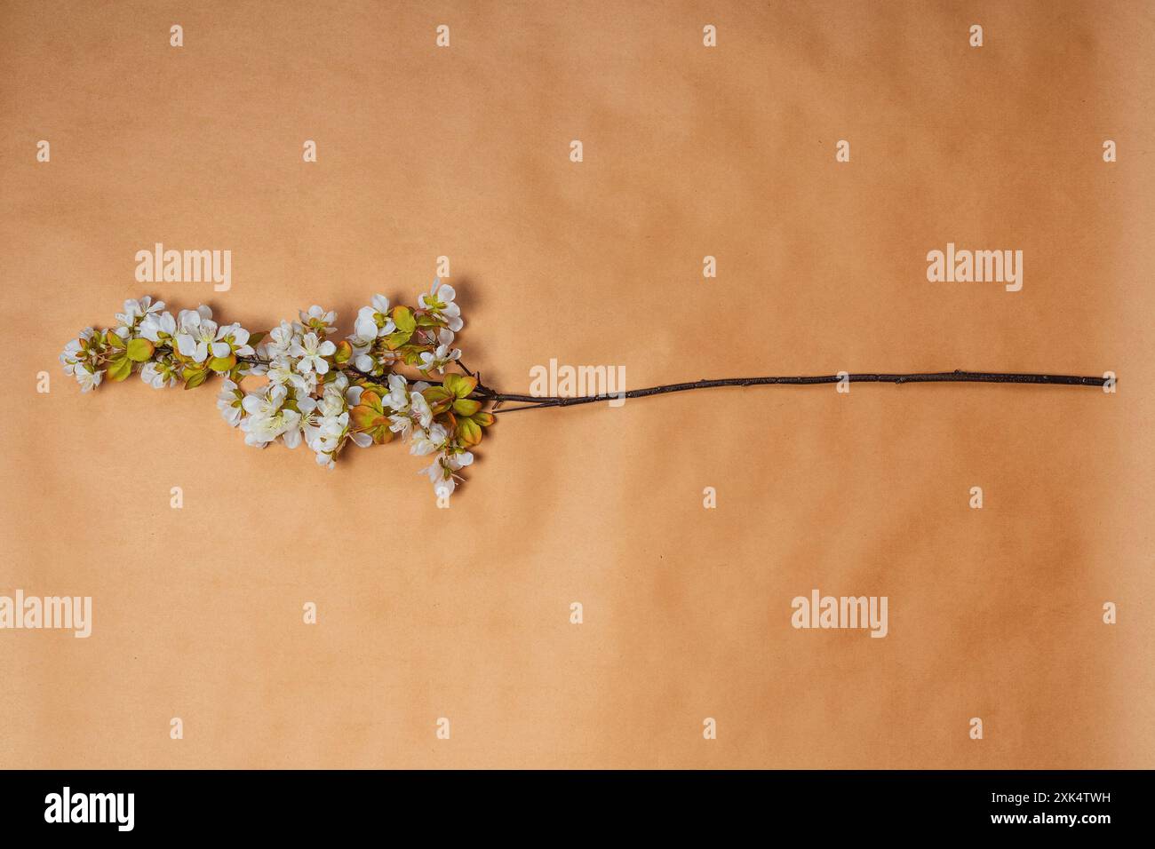 Paper flower white craft hi-res stock photography and images - Alamy