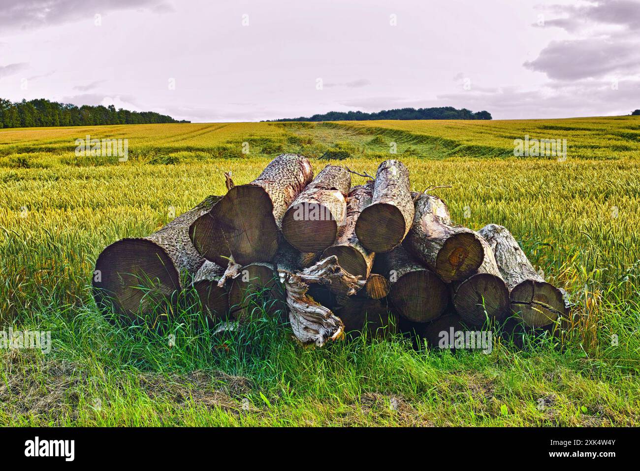Wood, log and countryside with nature for landscape for deforestation ...