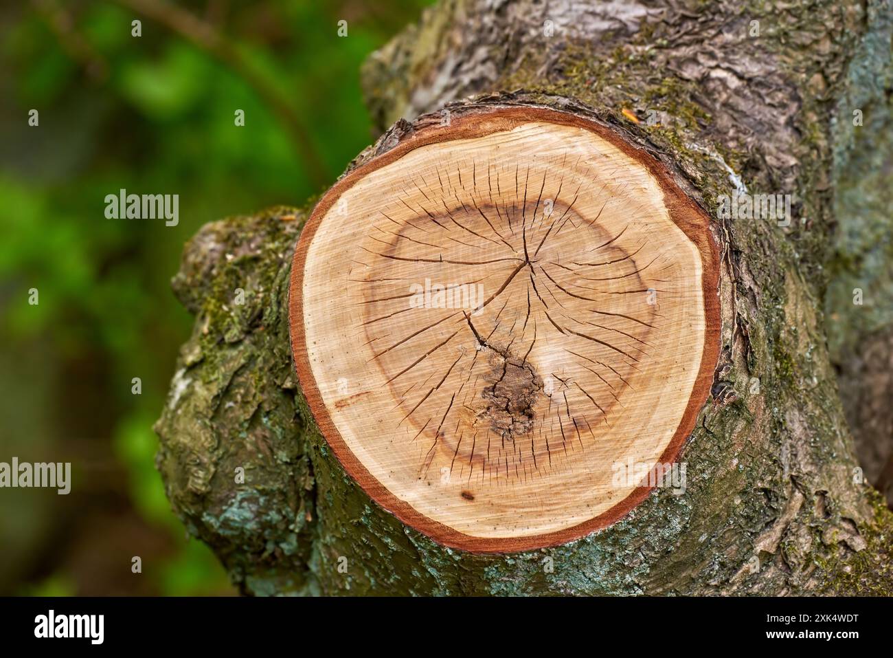 Nature, tree or wood in zoom for landscape with environment, abstract ...